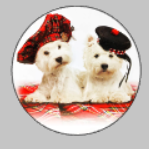 Scottish Coaster designs - Little taste of home